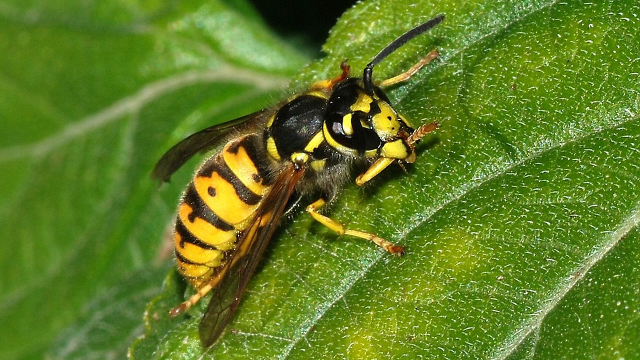 Rüyada eşek arısı görmek ne anlama gelir? Eşek arısı görmenin İslami ...